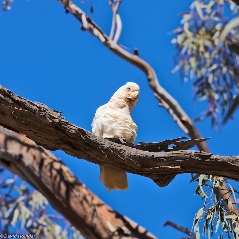 Outback New South Wales [davidhoulder.com]