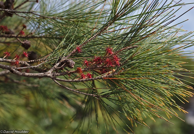Light-to-Light, Beowa National Park [davidhoulder.com]