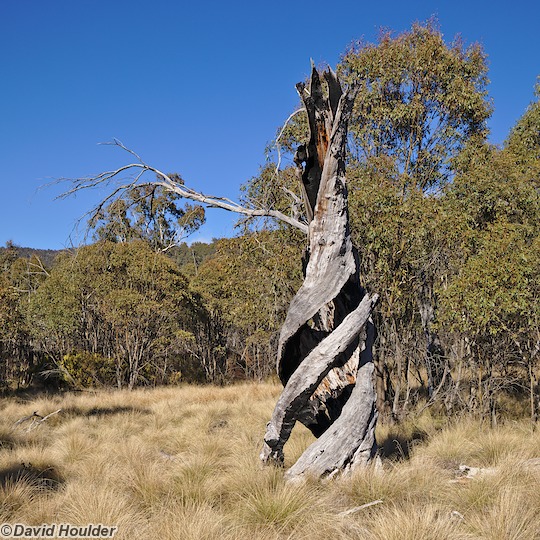 Orroral Valley to Bimberi Peak [davidhoulder.com]