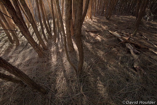 Light-to-Light, Beowa National Park [davidhoulder.com]
