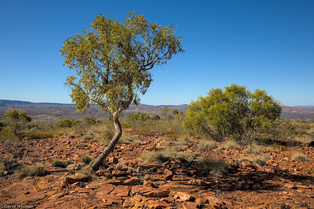 Trephina Gorge (Alherrkentye) [davidhoulder.com]